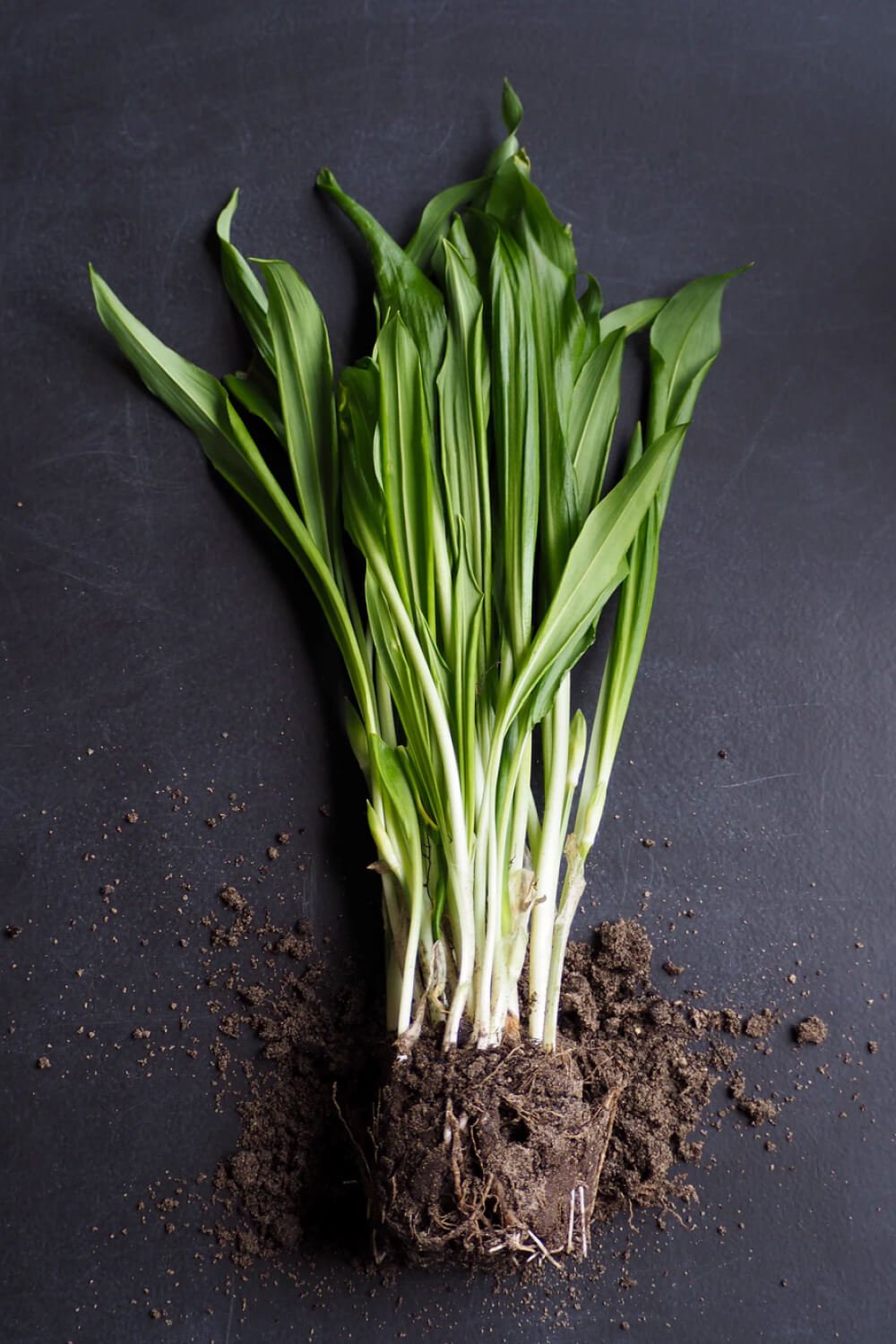 Amazing Alliums: Why You Should Invite More of These Fragrant Friends ...