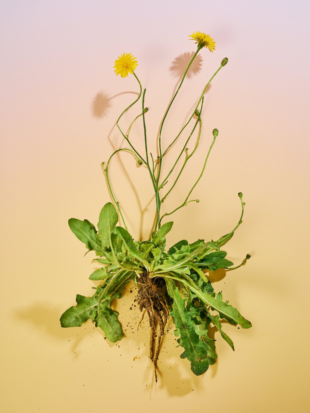 Plant Magic - Desiree Nielsen